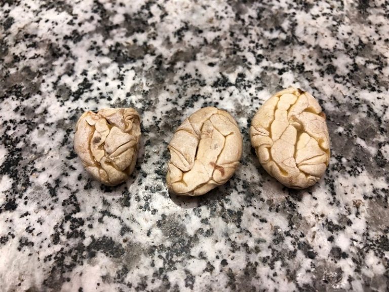 Diccionario de productos peruanos - Gastroactitud. Pasión por la comida