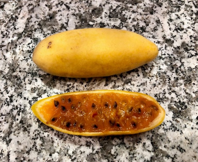Diccionario de productos peruanos - Gastroactitud. Pasión por la comida