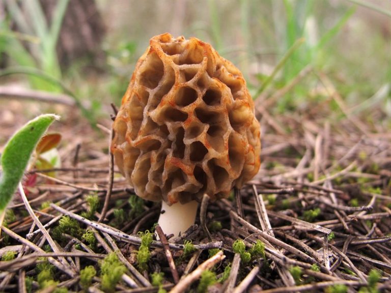 Guía rápida de setas comestibles - Gastroactitud. Pasión por la comida