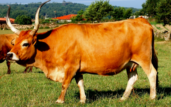 Carne de vaca española: razas - Gastroactitud. Pasión por la comida