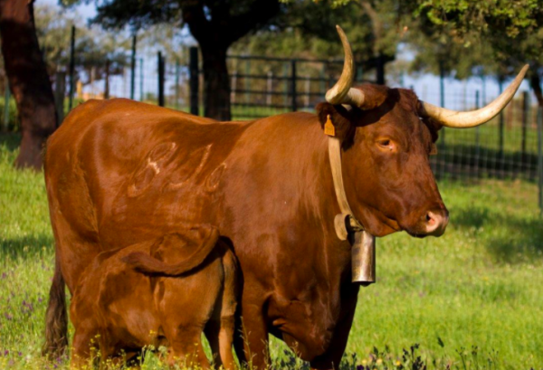 Carne de vaca española: razas - Gastroactitud. Pasión por la comida