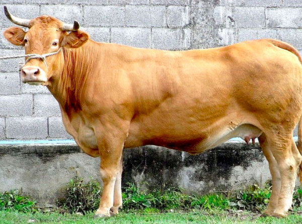 Carne de vaca española: razas - Gastroactitud. Pasión por la comida