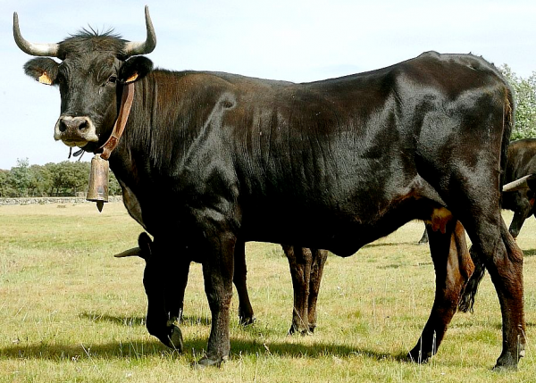 Carne de vaca española: razas - Gastroactitud. Pasión por la comida