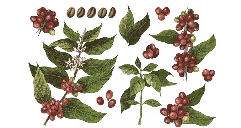 10 secretos de la planta del café que no conocías - Gastroactitud ...