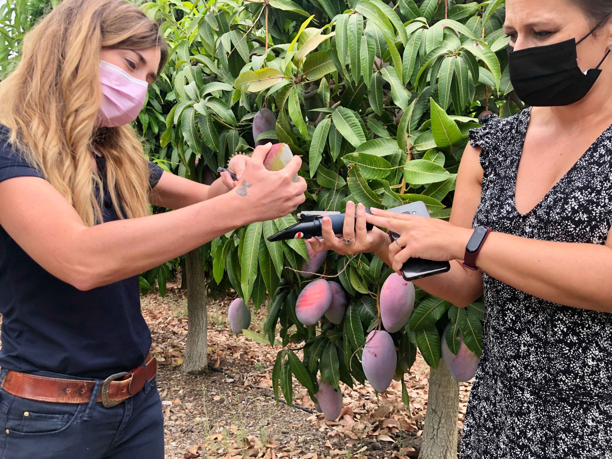 Mangos y aguacates de calidad - Gastroactitud. Pasión por la comida