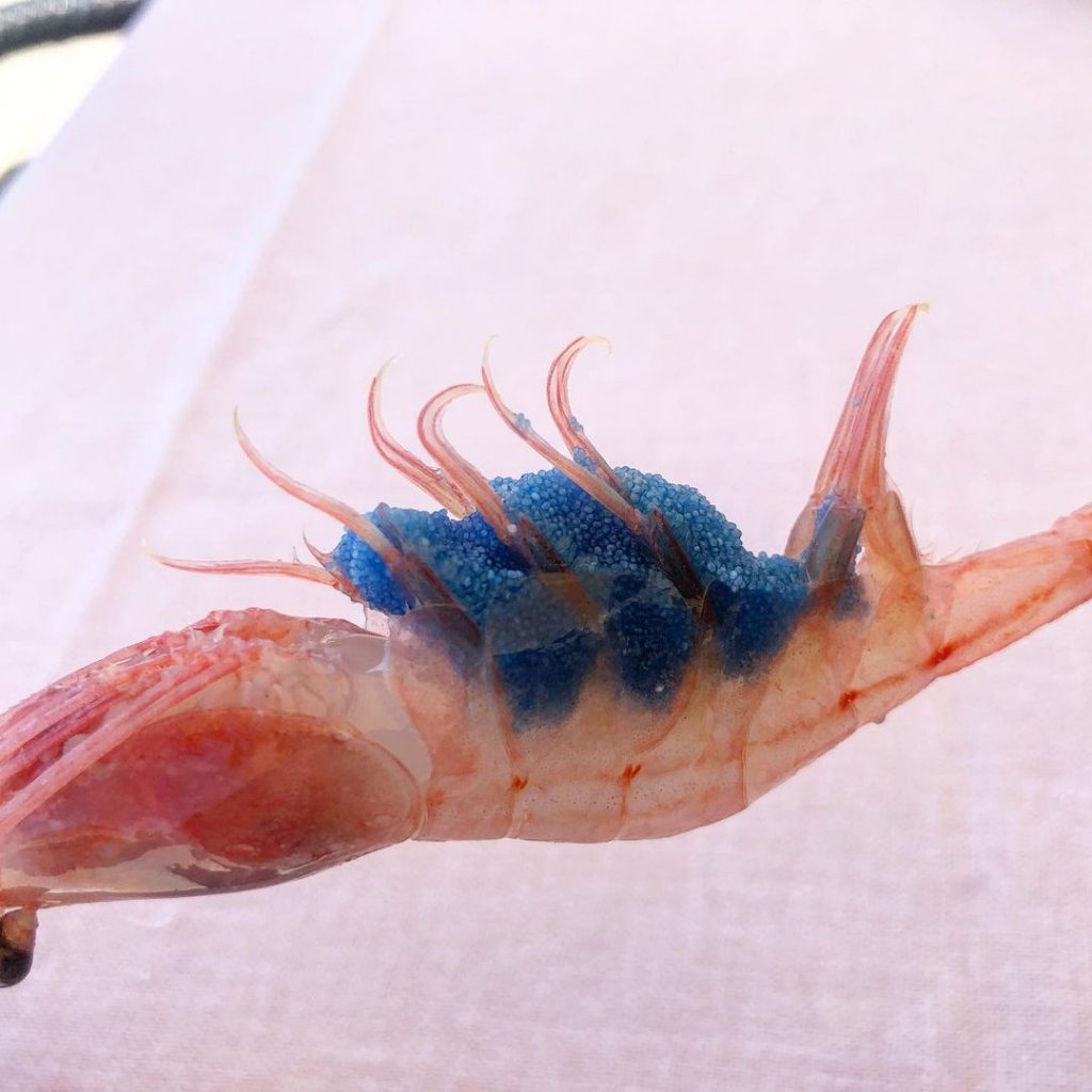 Gambas, langostinos, quisquillas... - Gastroactitud. Pasión por la comida