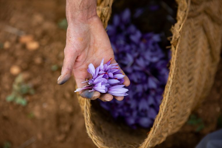 Verdades y mentiras sobre el azafrán - Gastroactitud. Pasión por la comida