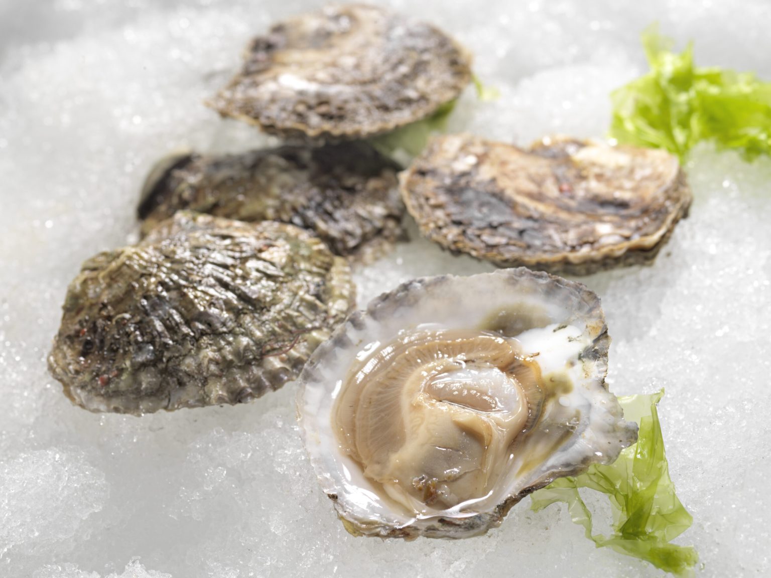¿Qué sabes de las ostras? - Gastroactitud. Pasión por la comida