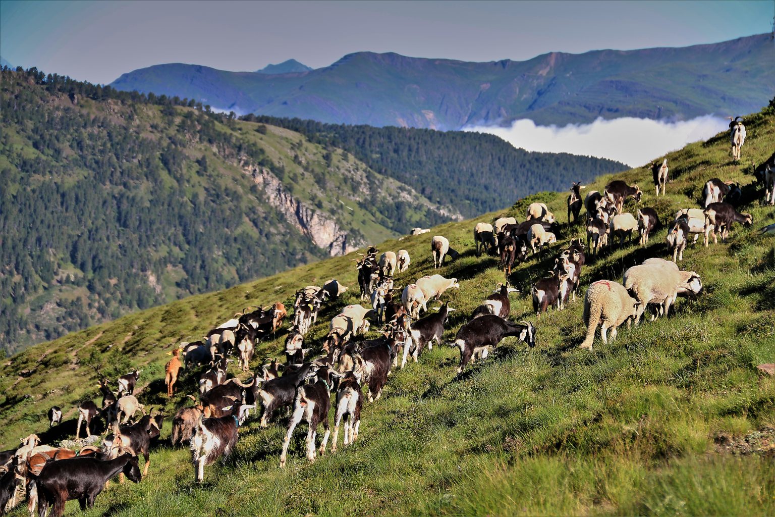 La mesa del pastor durante la trashumancia - Gastroactitud. Pasión por ...